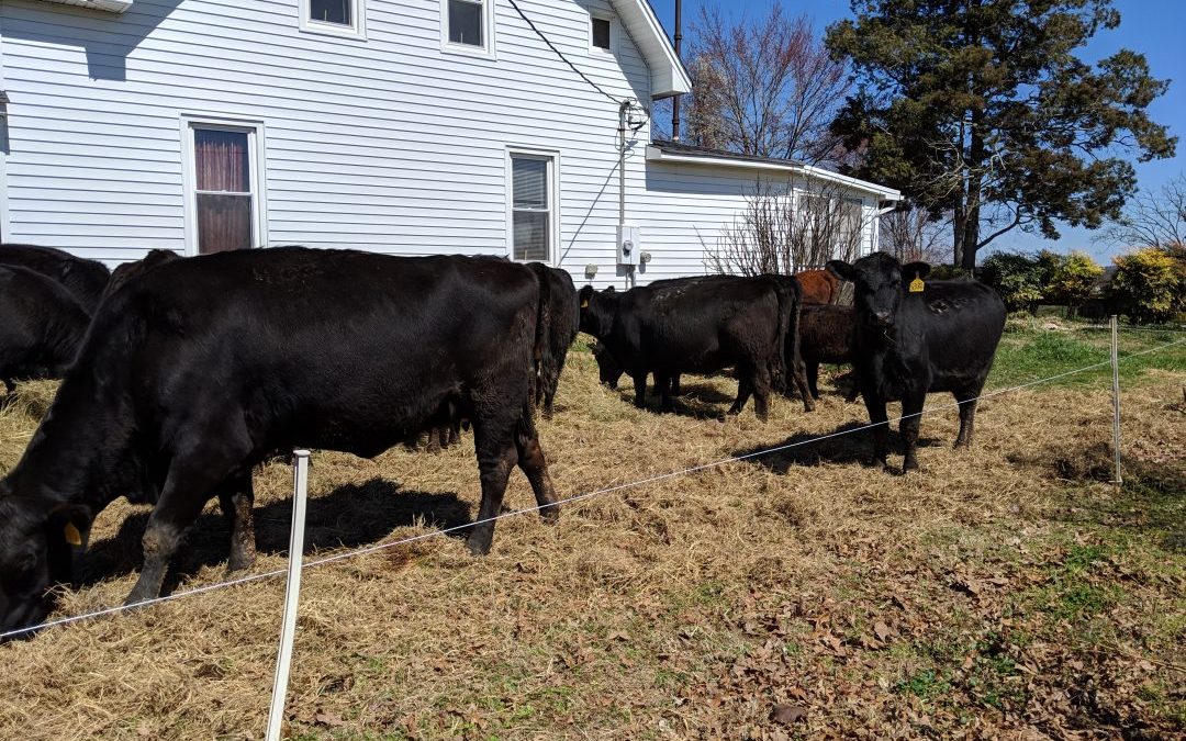 Spring Yard Work Using Cows? | Running T Beef